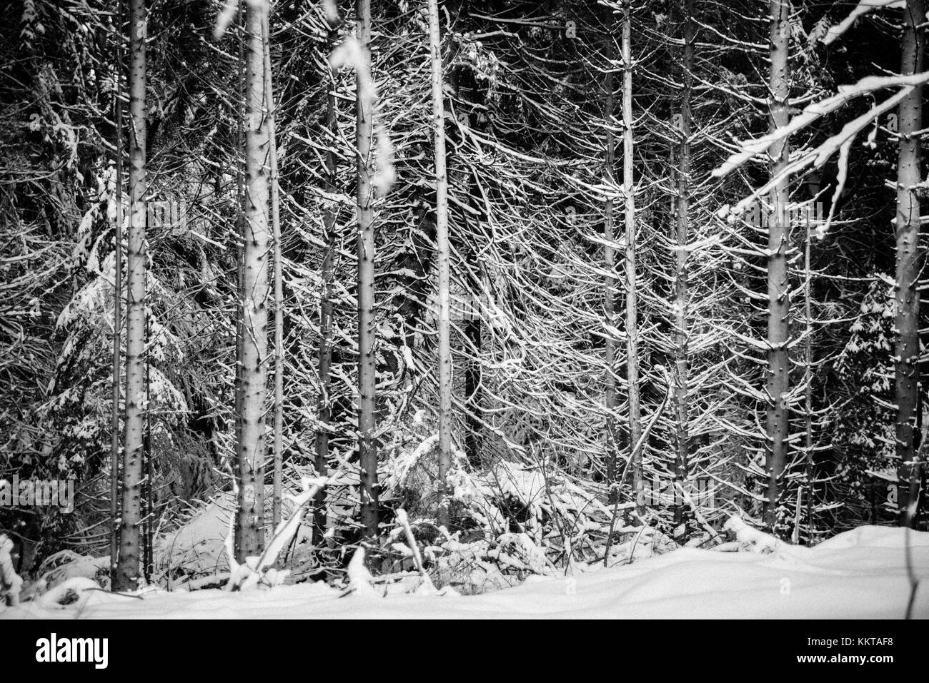 Winter Nature Landscape with Loads of Snow Season Stock Photo - Alamy