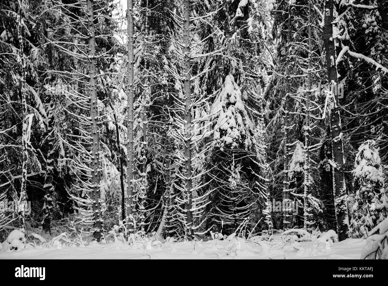 Winter Nature Landscape with Loads of Snow Season Stock Photo - Alamy