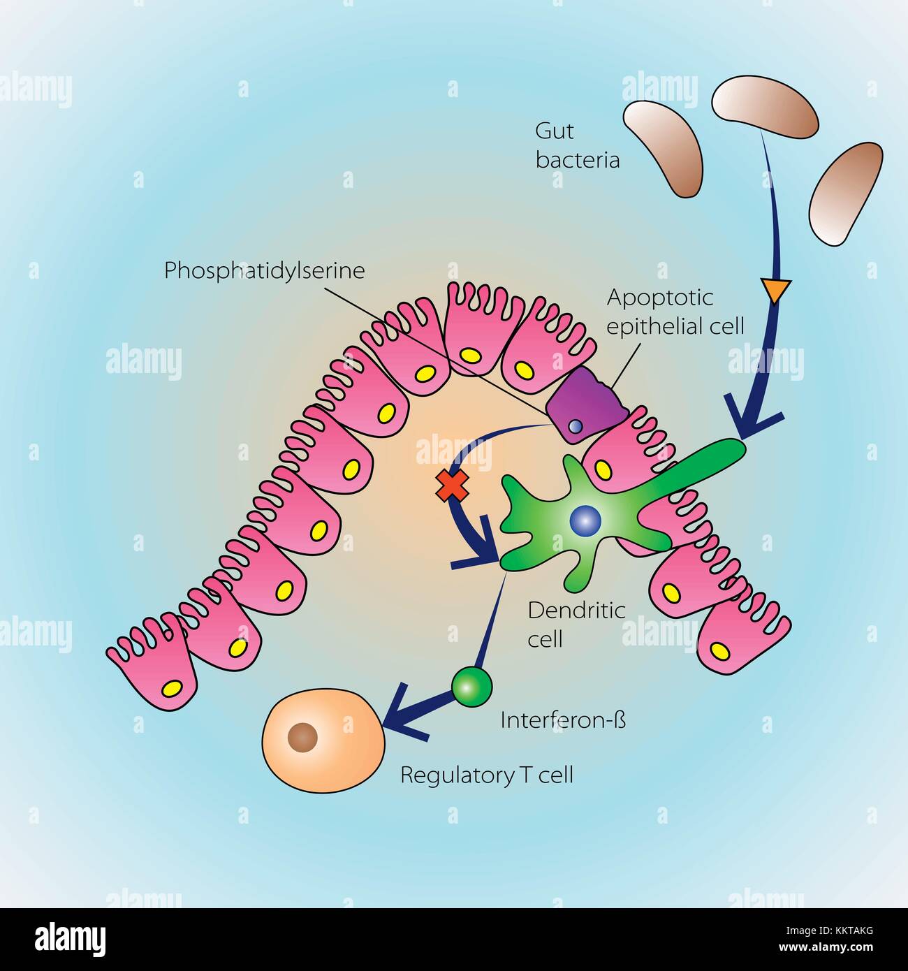 Dying cell Stock Vector Images - Alamy