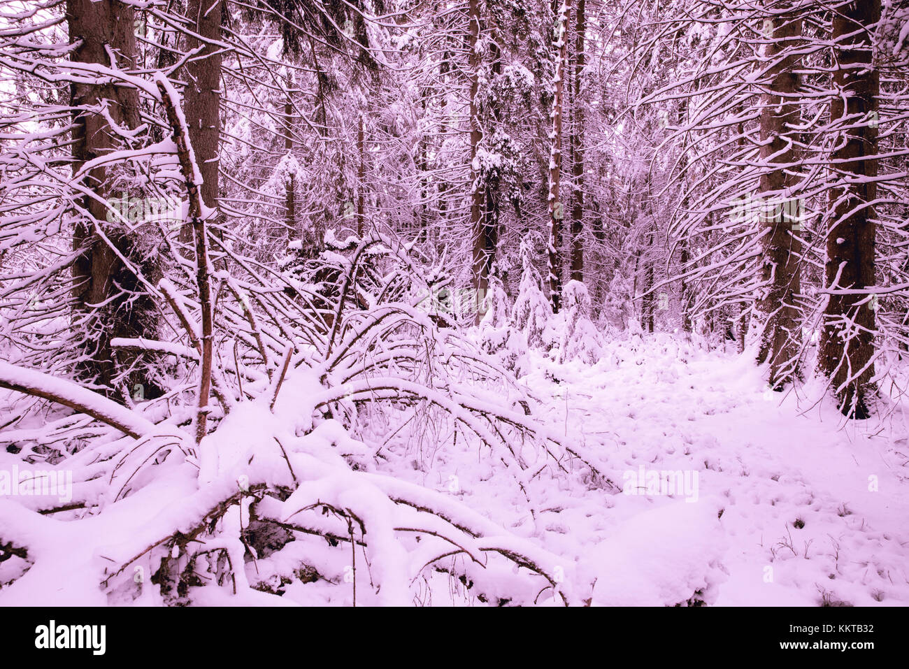 Winter Nature Landscape with Loads of Snow Season Stock Photo - Alamy