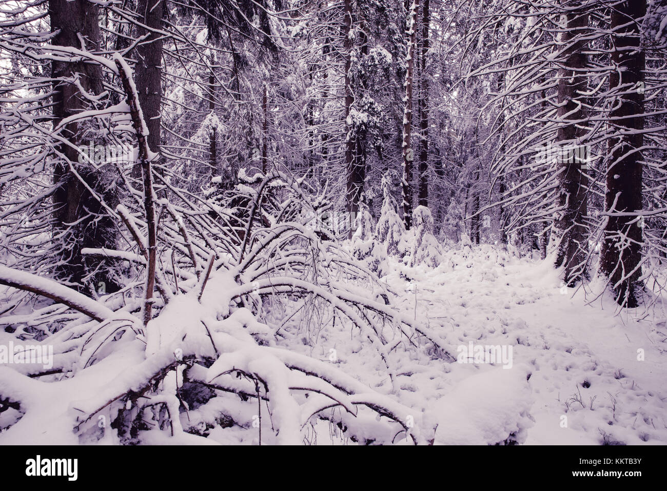 Winter Nature Landscape with Loads of Snow Season Stock Photo - Alamy