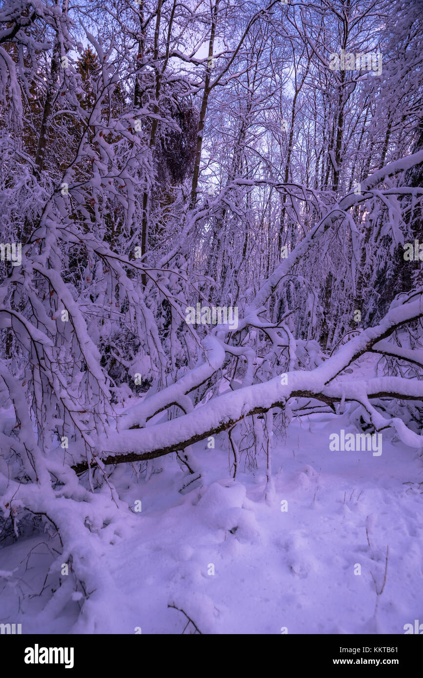 Winter Nature Landscape with Loads of Snow Season Stock Photo - Alamy