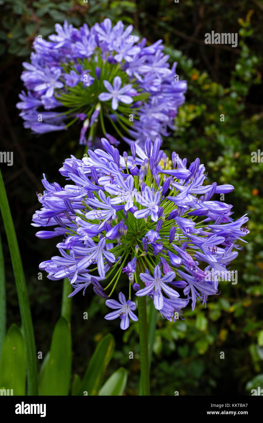 Agapanthus Peter Pan