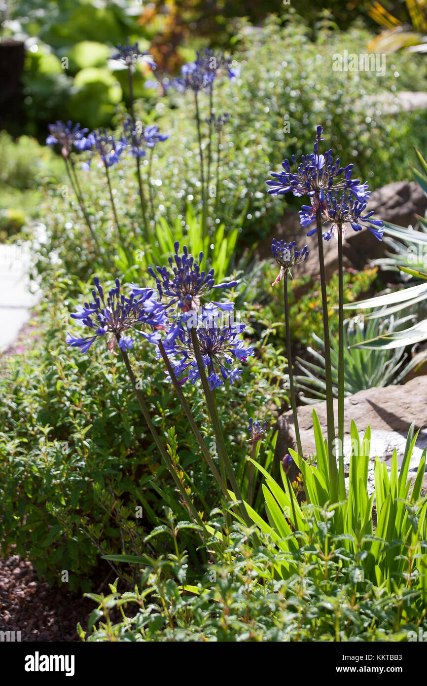 Dwarf agapanthus flower hi-res stock photography and images - Alamy