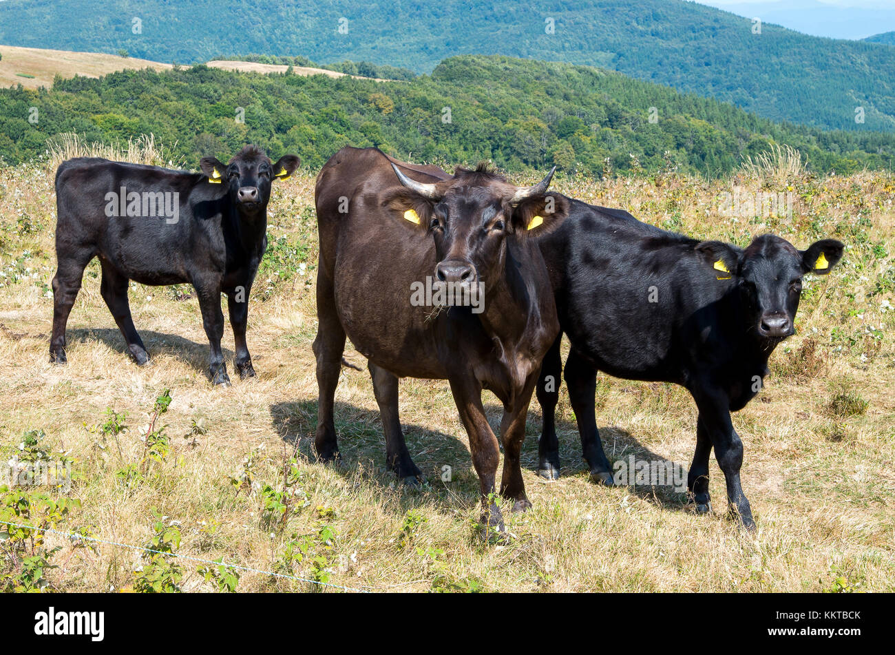 Cow with calf Stock Photo - Alamy