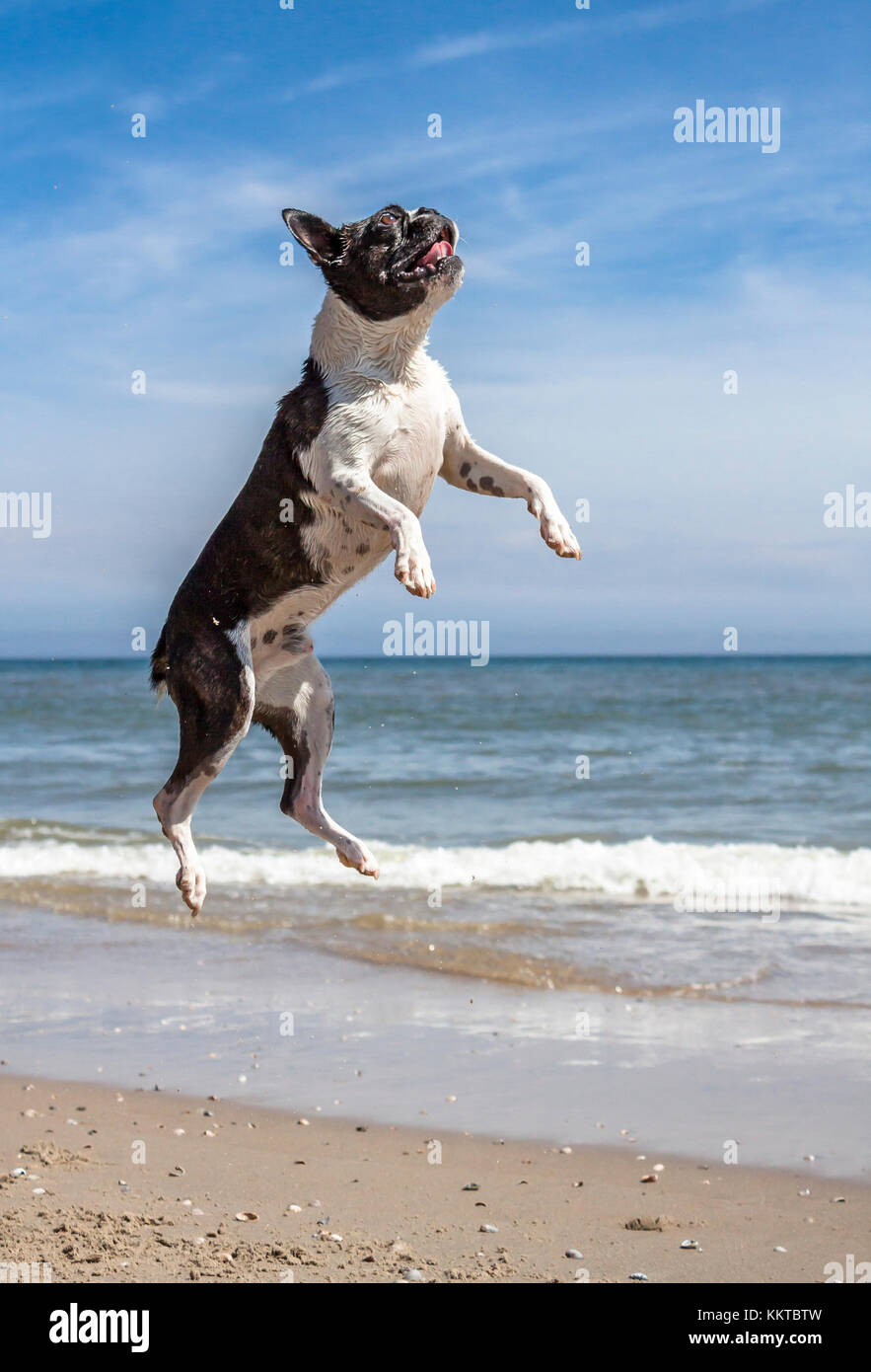 Pug jumping and running on the sandy beach Stock Photo - Alamy