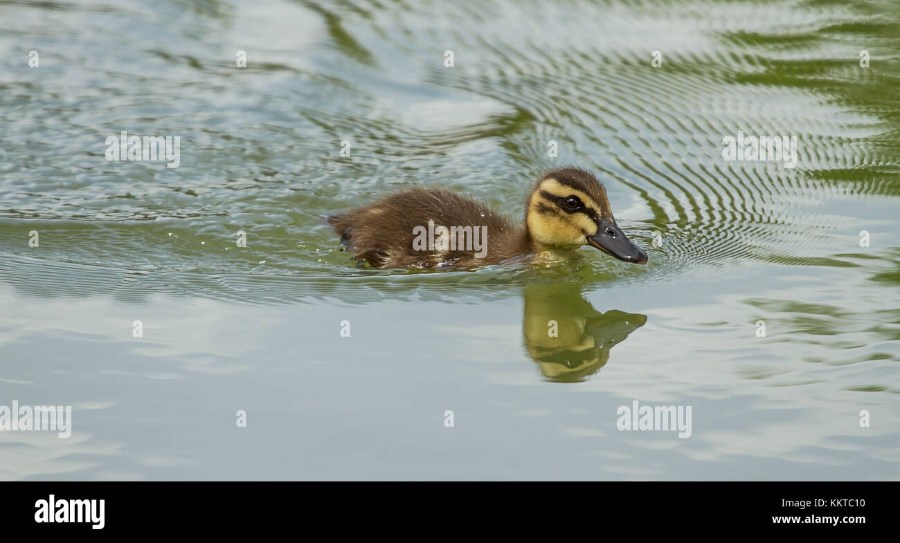 Photo of a cute little Mallard duckling swimming Stock Photo - Alamy