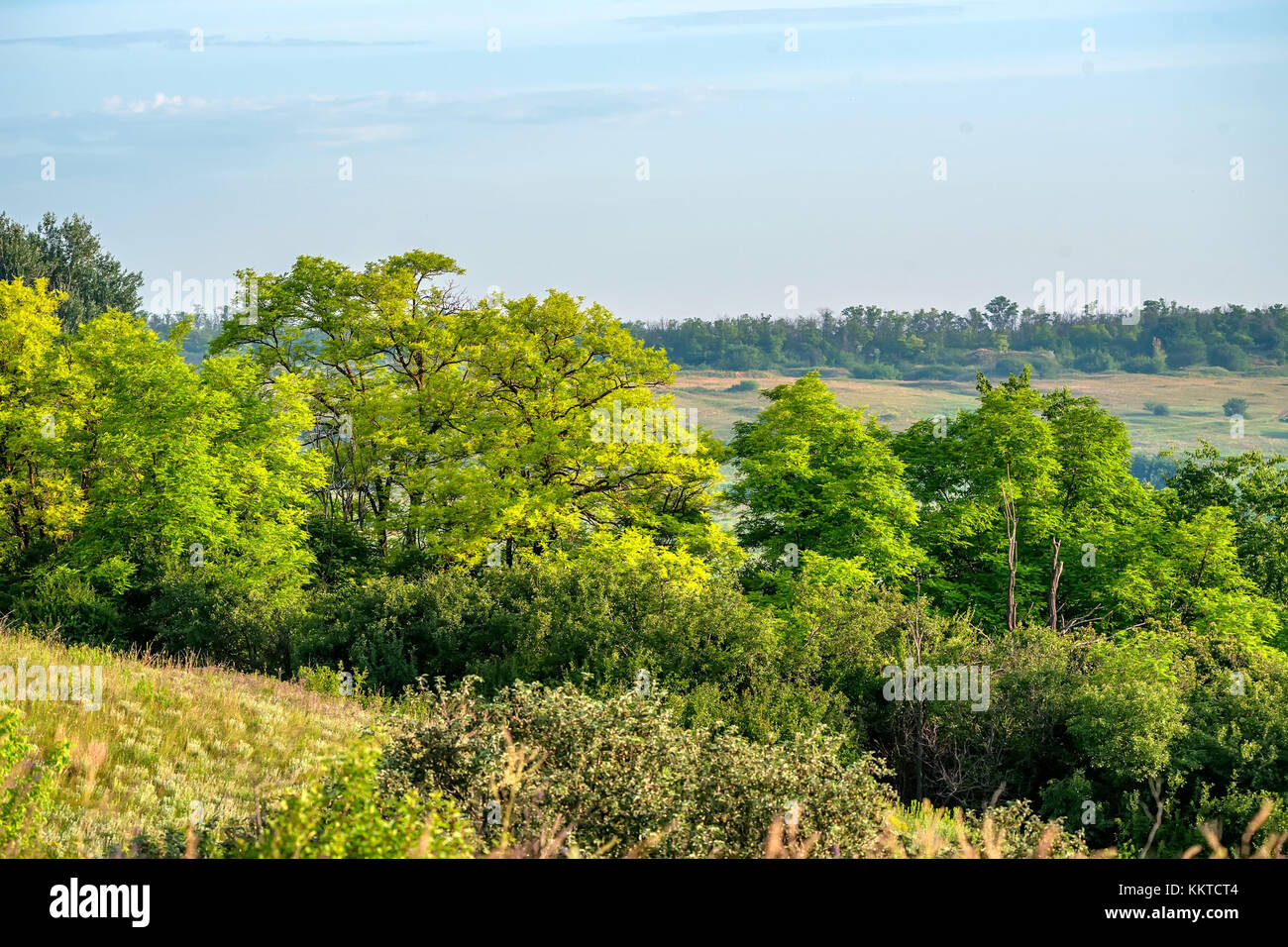 Beautiful rural summer landscape with trees Stock Photo - Alamy
