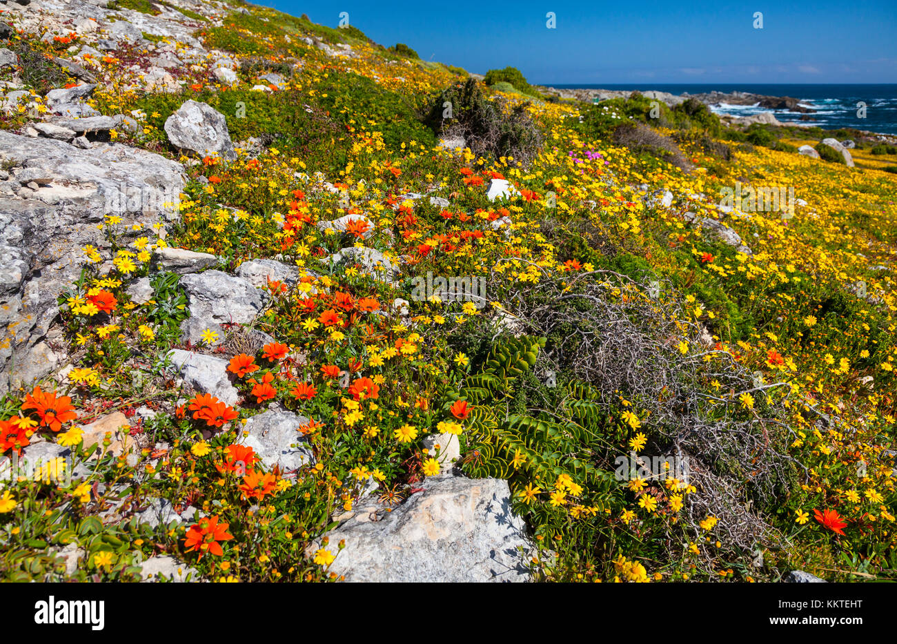 Wildflowers, Postberg Trail, West Coast National Park, Western Cape ...