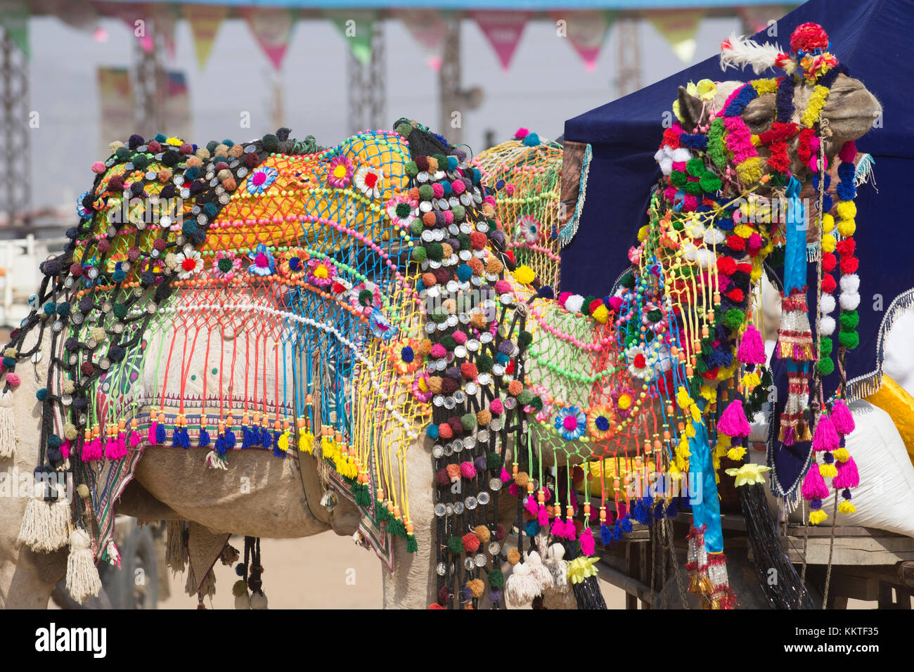 Highly decorated camel at the Pushkar Camel Festival, Pushkar ...