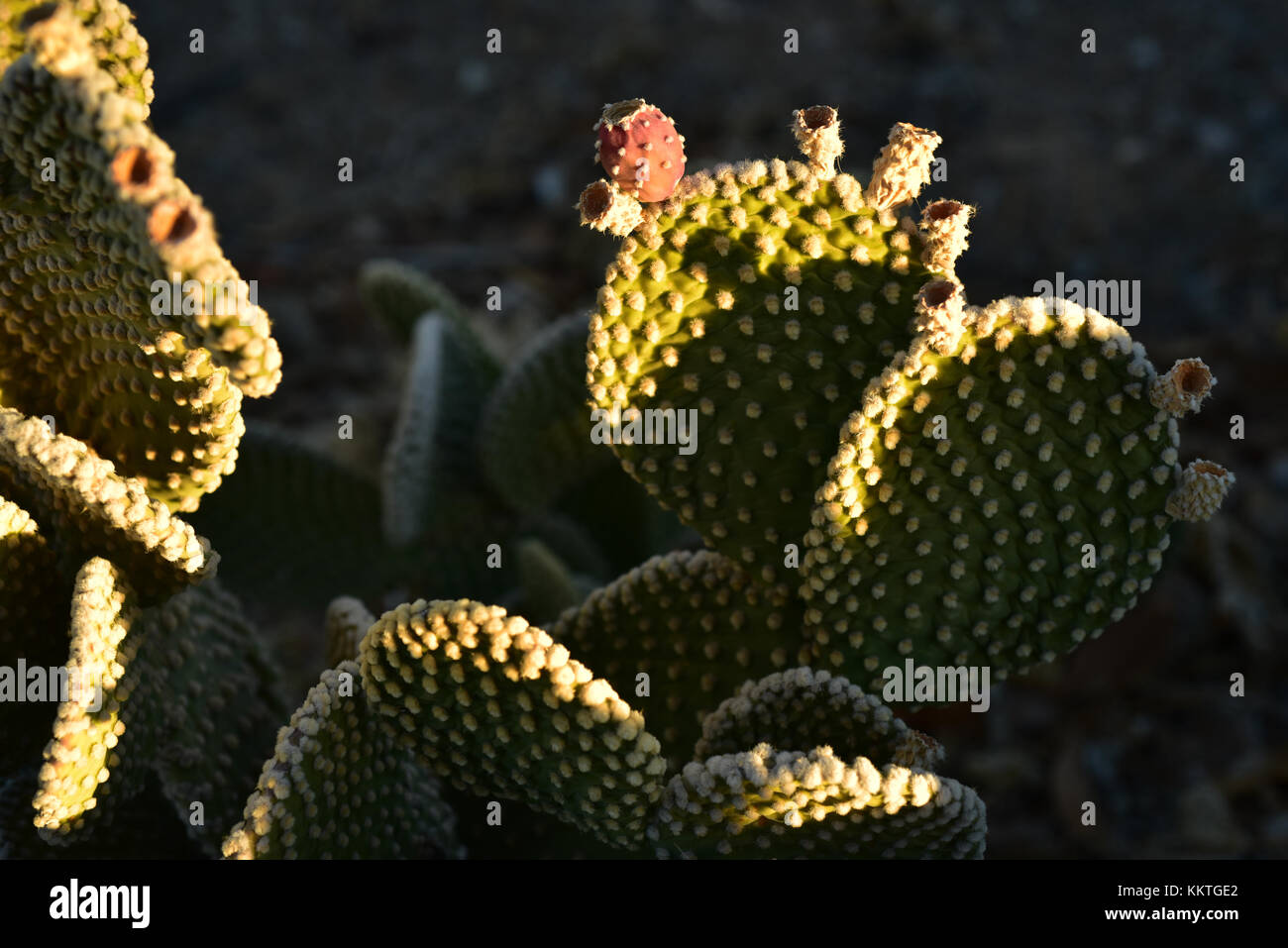 green cactus in desert of Arizona USA Stock Photo - Alamy