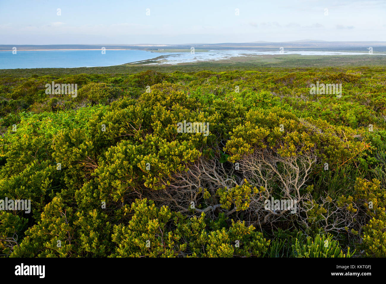 Fynbos Vegetation High Resolution Stock Photography and Images - Alamy