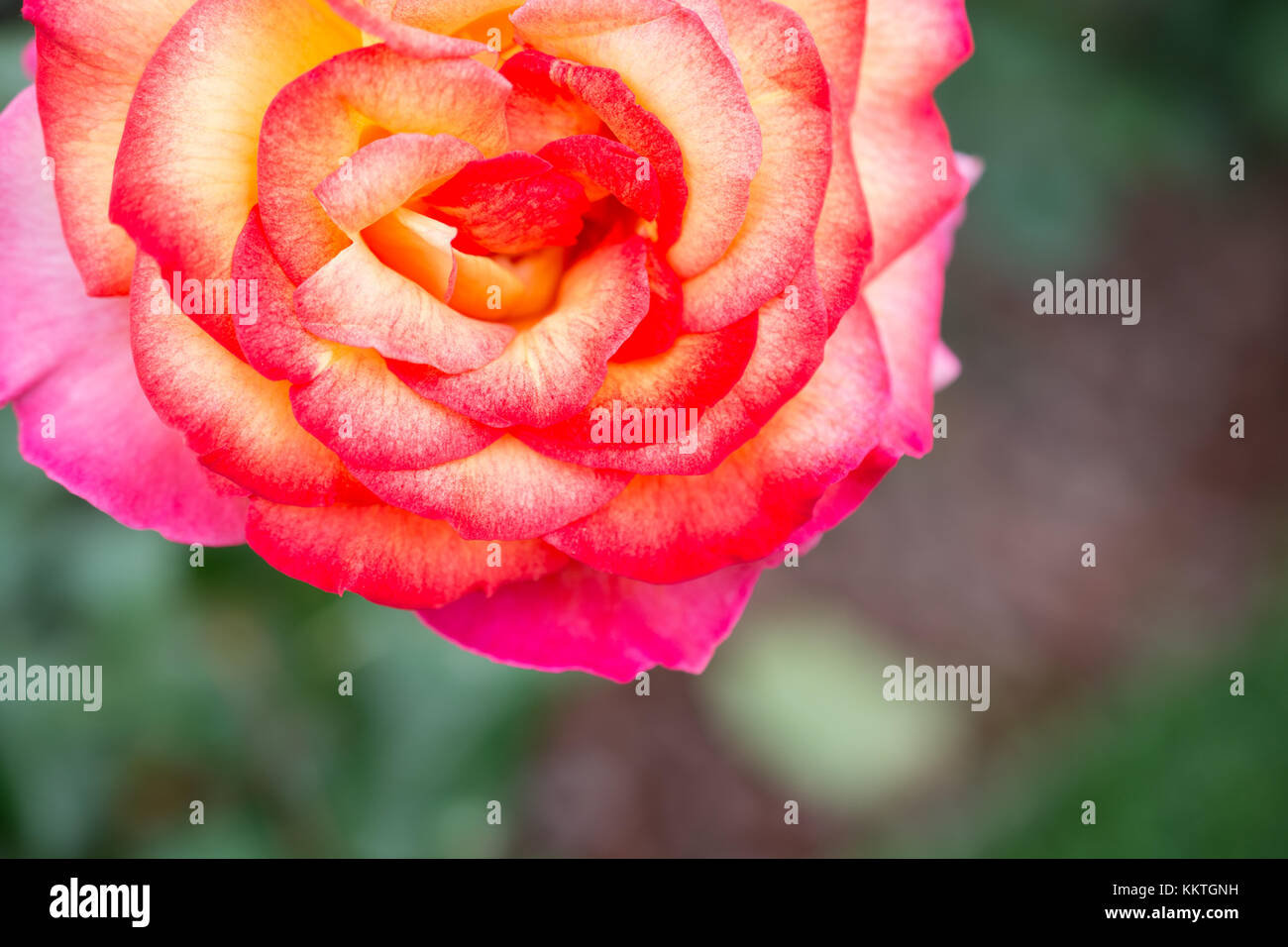 Beautiful fresh roses in close up view Stock Photo - Alamy
