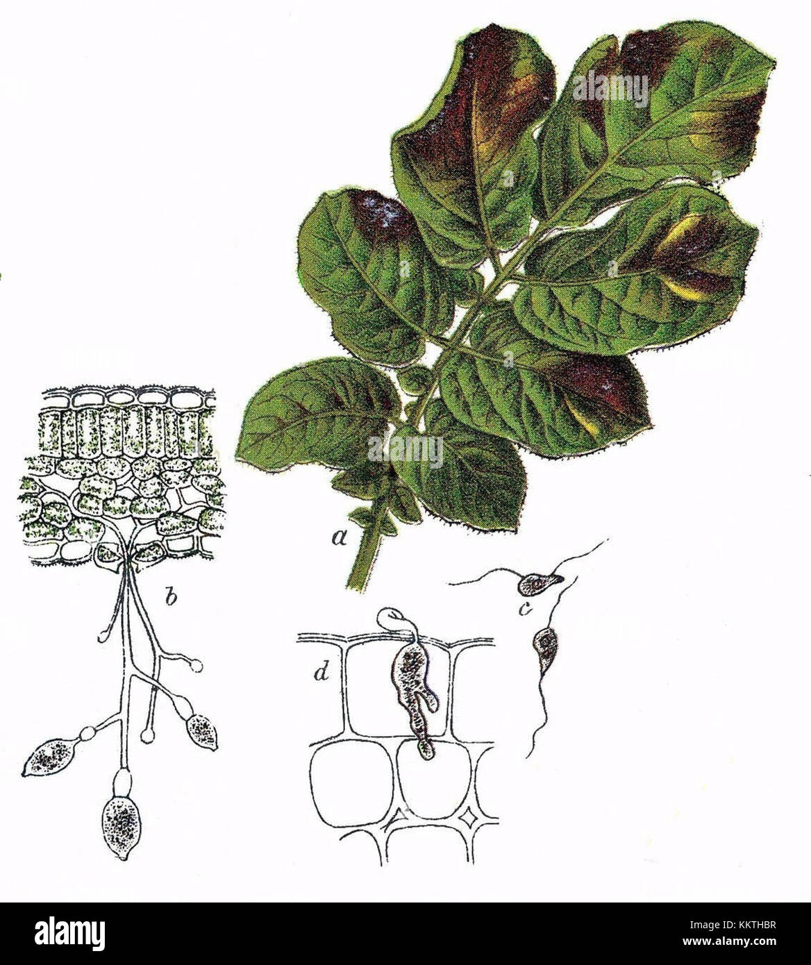 Phytophthora infestans is a plant pathogen that causes late blight in ...