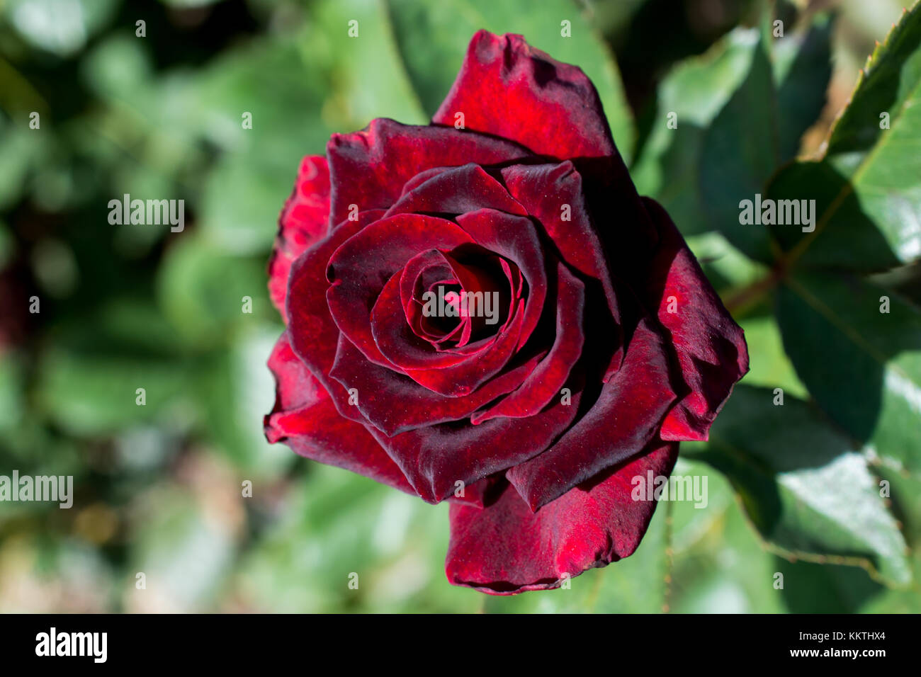 Beautiful colorful Rose Flower on garden background Stock Photo - Alamy