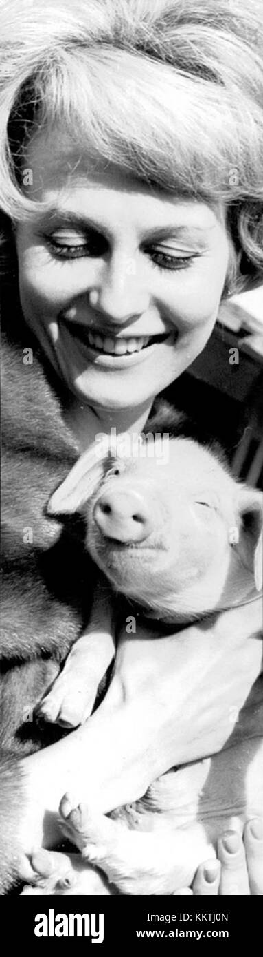 This image captures an award-winning pig leaning its head against ...