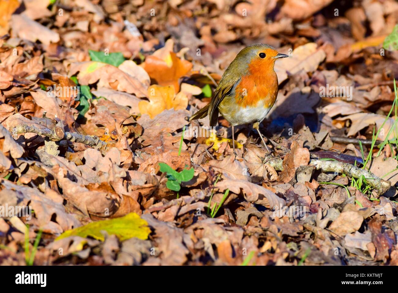 Robin the winter bird at RSPB Ham Wall Nature Reserve Meare Somerset Uk ...