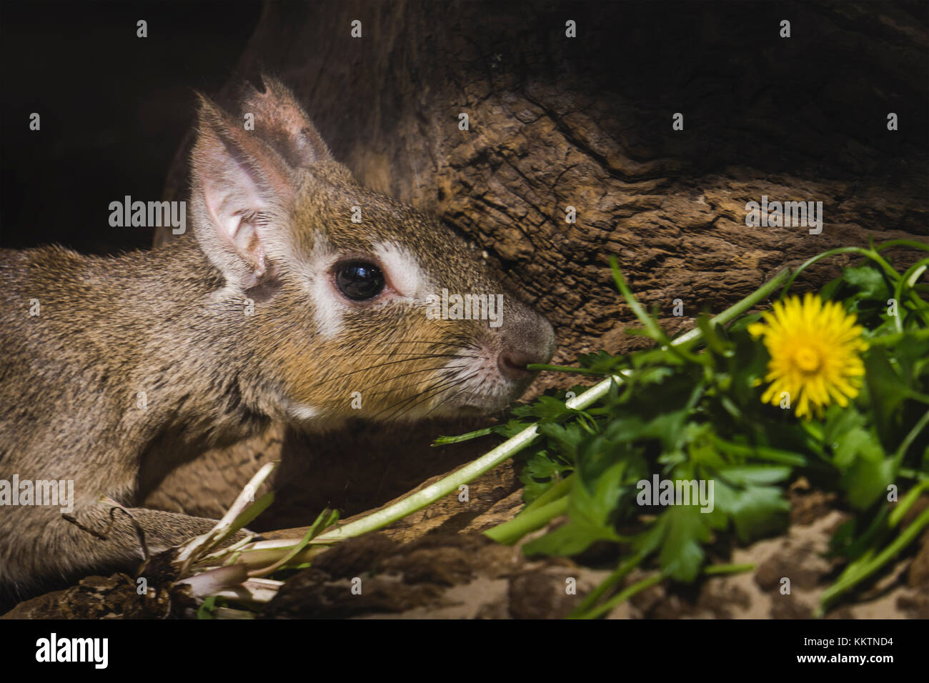 Burrow Nose High Resolution Stock Photography and Images - Alamy