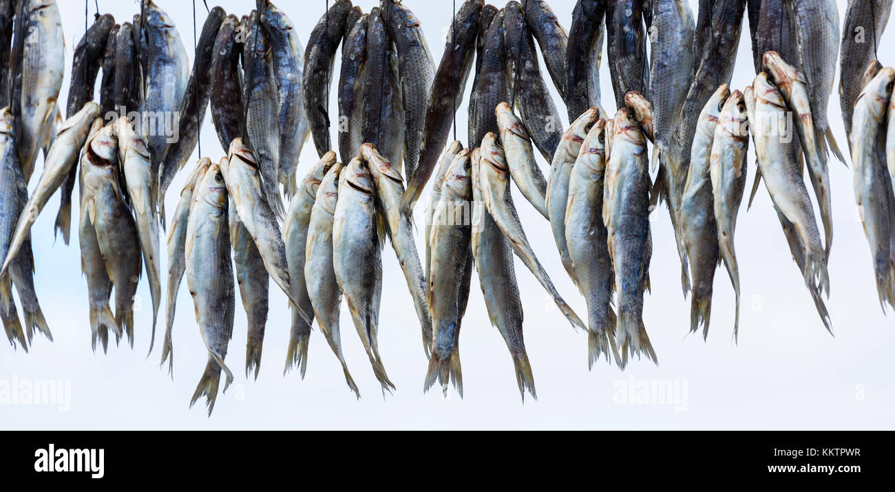 Bokkom fishes, Velddrif Village, Berg River, West Coast Peninsula ...