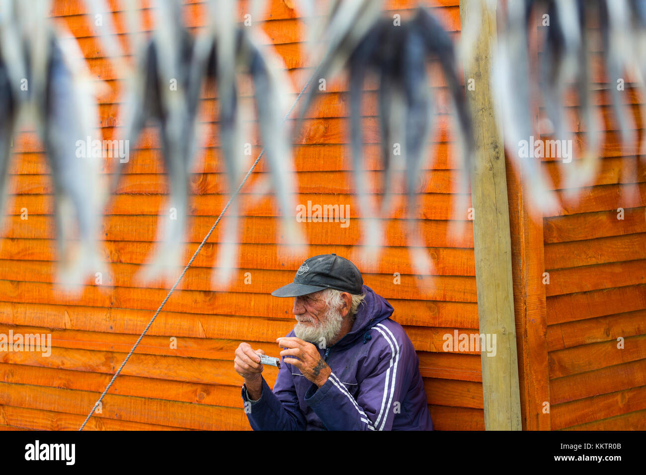 Bokkom fishes, Velddrif Village, Berg River, West Coast Peninsula ...