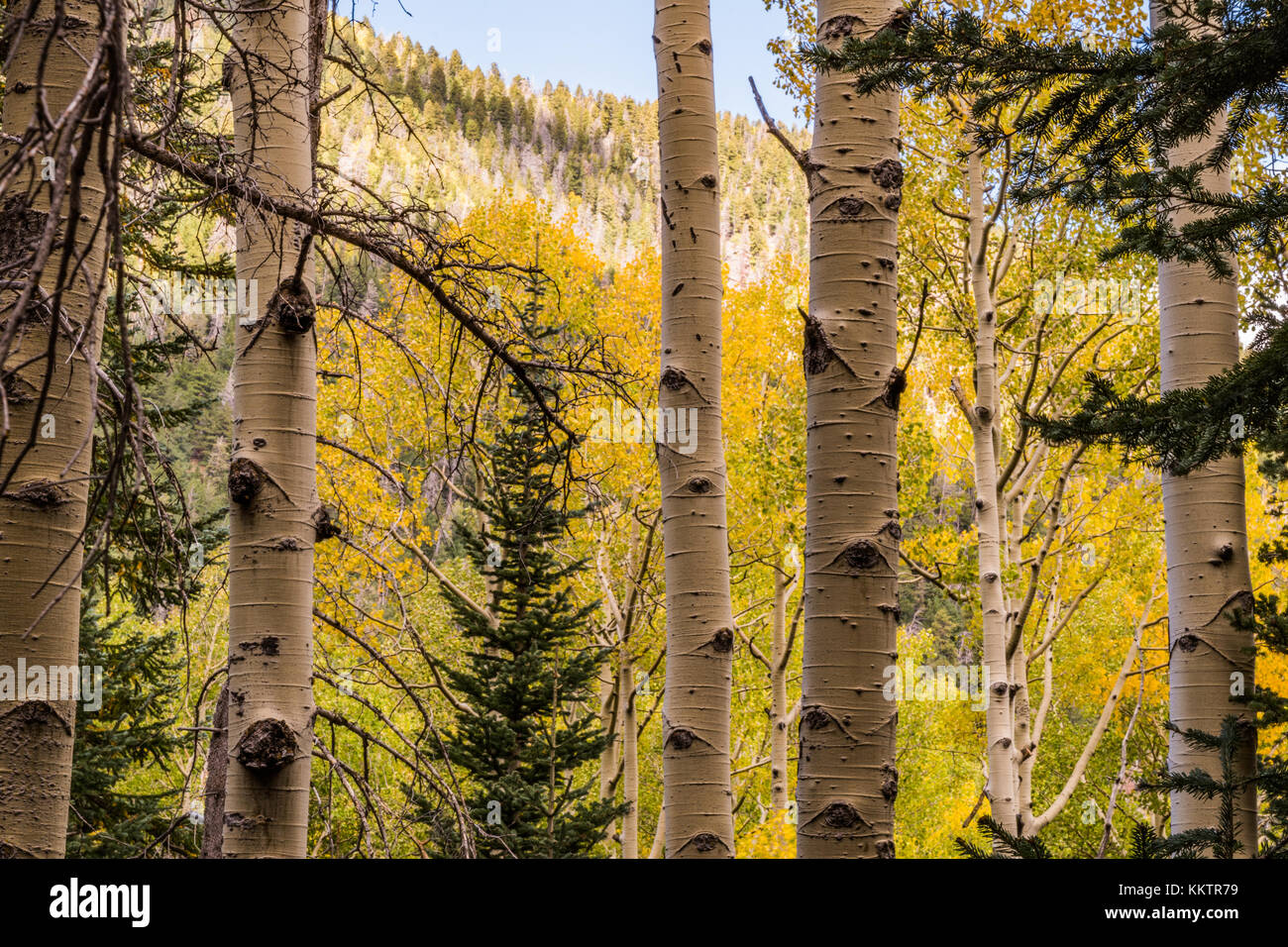 Aspen Trees Changing Leaf Color Yellow In Fall Colors Season Stock ...