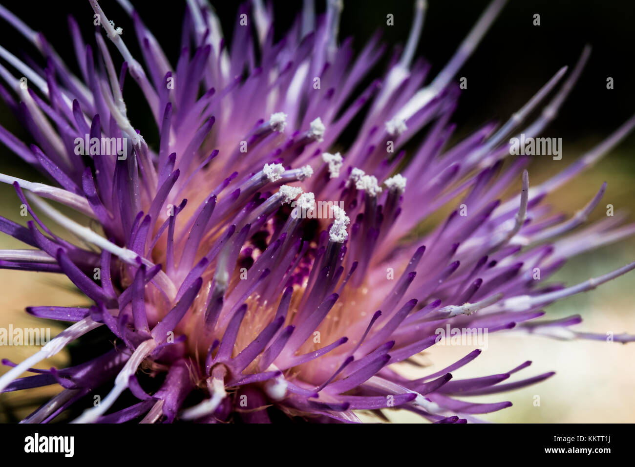 Wildflowers purple thistle hi-res stock photography and images - Alamy