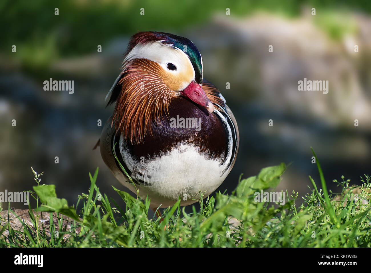 Beautiful Mandarin duck (aix galericulata) in the green grass – closeup ...