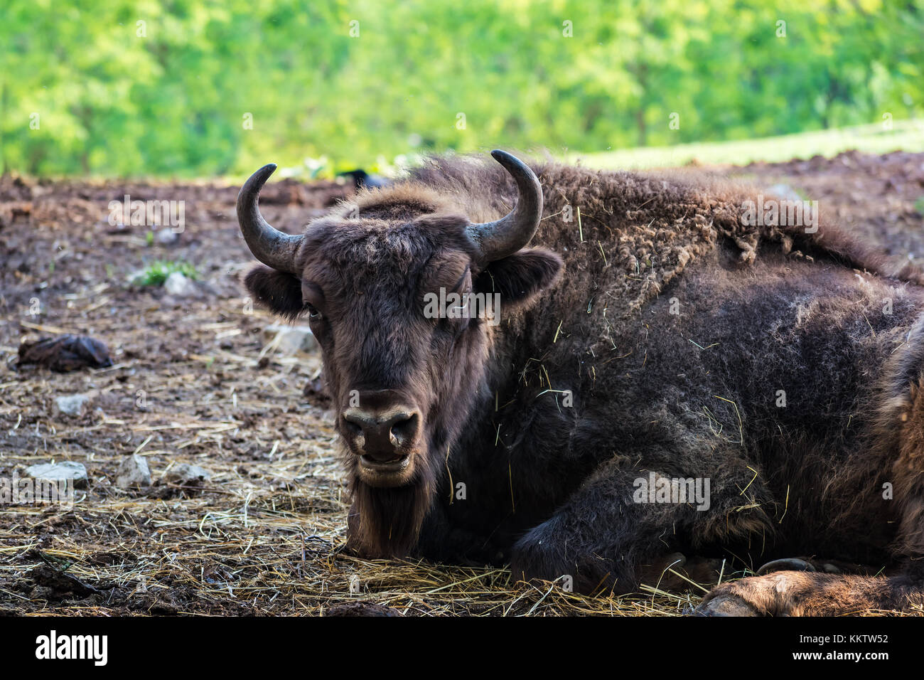 European bison (Bison bonasus) laying on ground and staring at camera ...