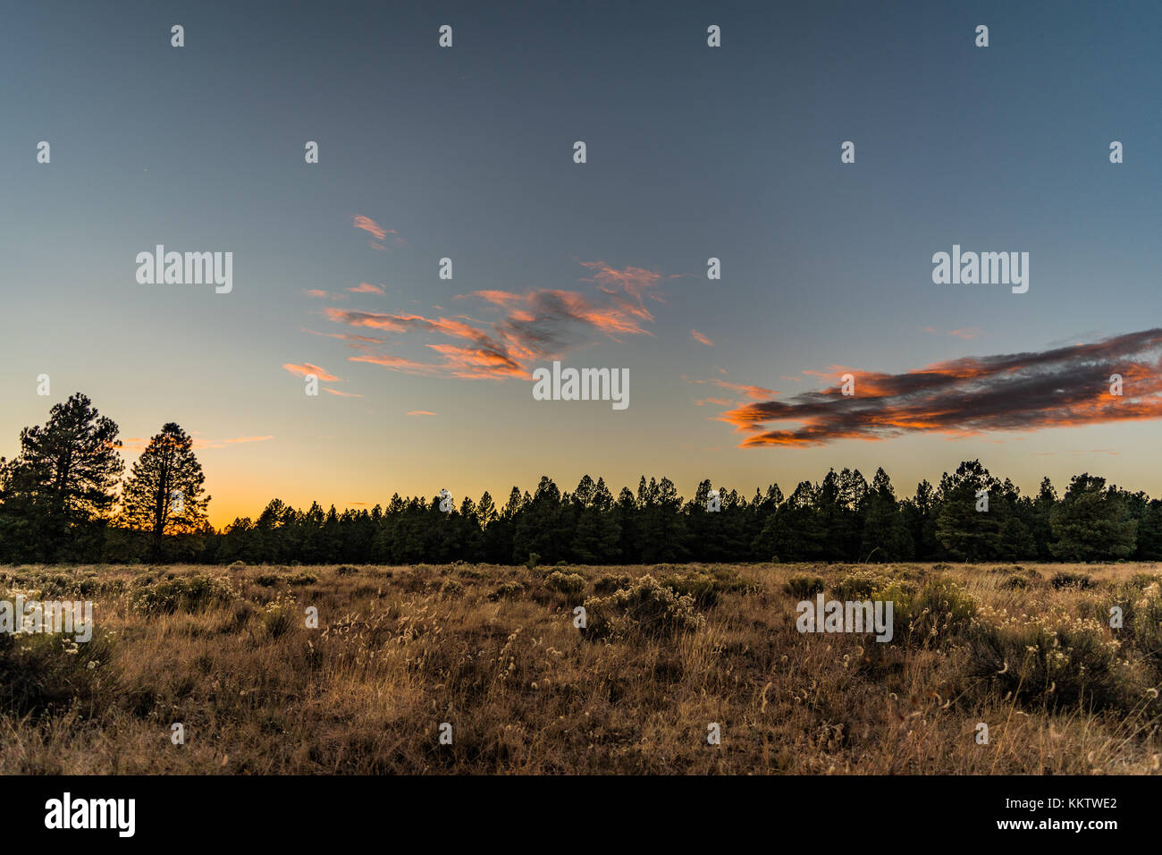 Pine forest in Arizona amidst a low sunset Stock Photo - Alamy