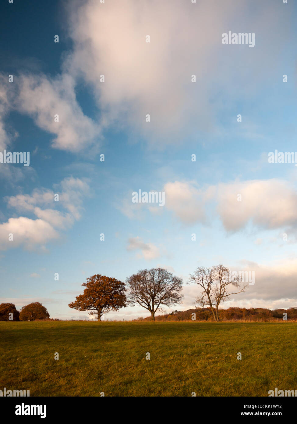 empty grass land country trees blue sky clouds landscape plain; essex ...