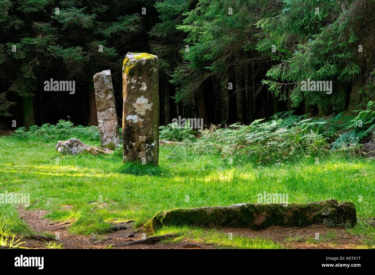 Prehistoric megalithic standing stones in a forest glade above Dervaig ...