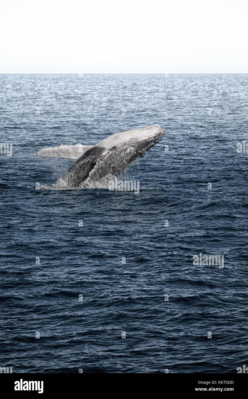 in australia a free whale in the ocean like concept of freedom Stock ...