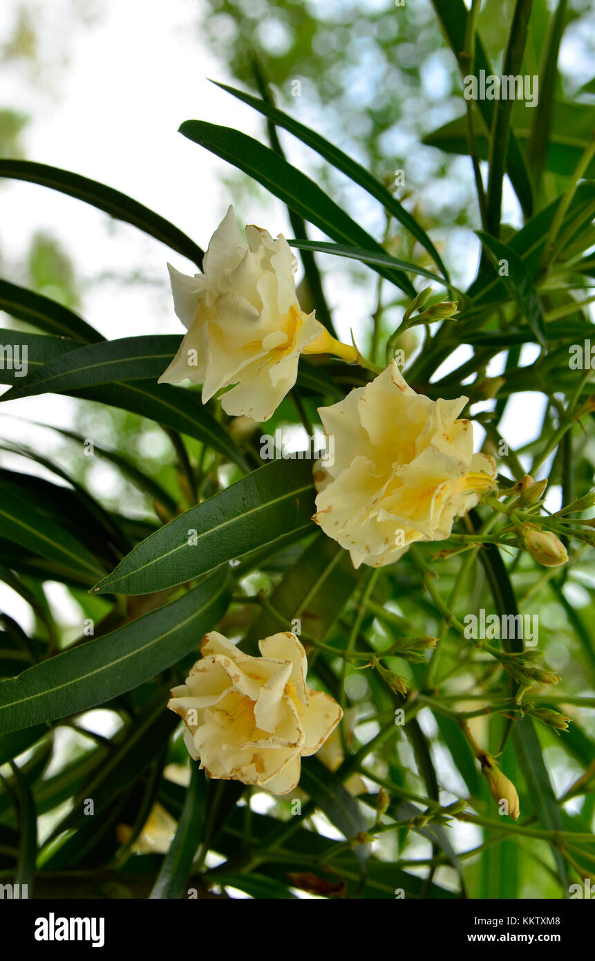 Blooming colourfully here in the countryside of Georgia, USA Stock ...
