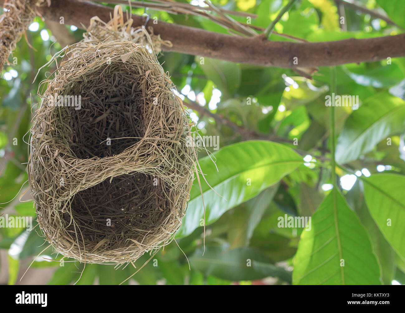 Skylark Nests, weaverbird Nest made of hay ,Skylark nests on branches ...