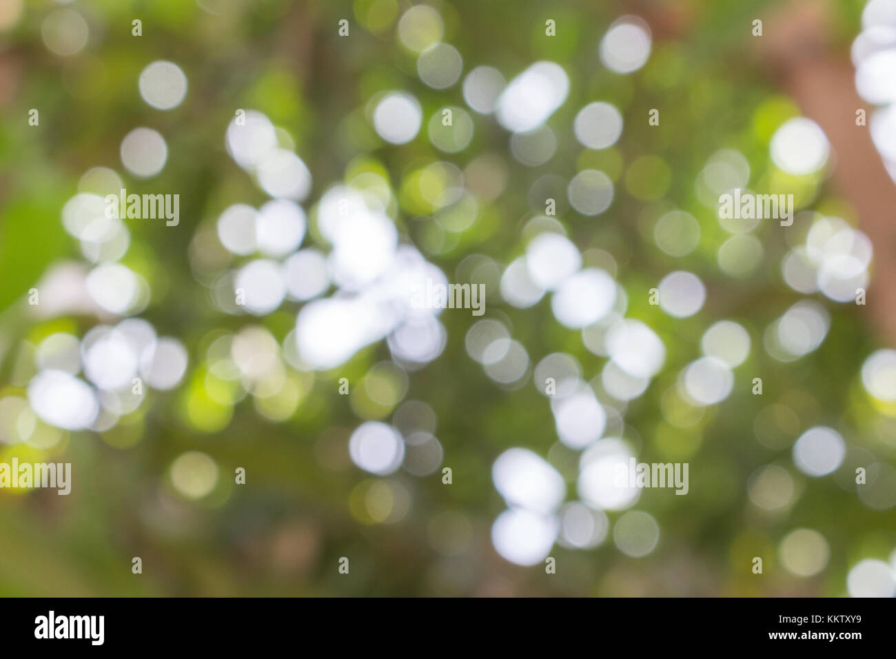 Abstract natural color background. Natural Bokeh,Fresh green background ...