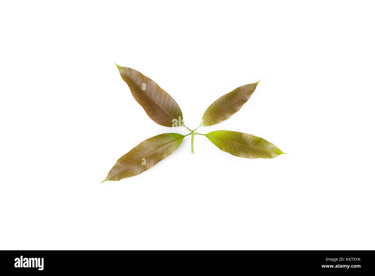 Mango leaf isolated on white background, Mango leaf crest mild Stock ...