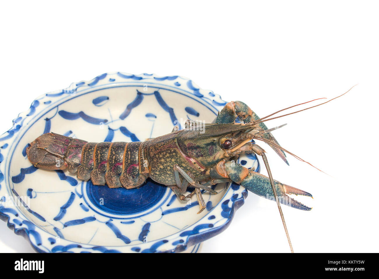 Australian blue crayfish Cherax quadricarinatus in plate isolated On a ...