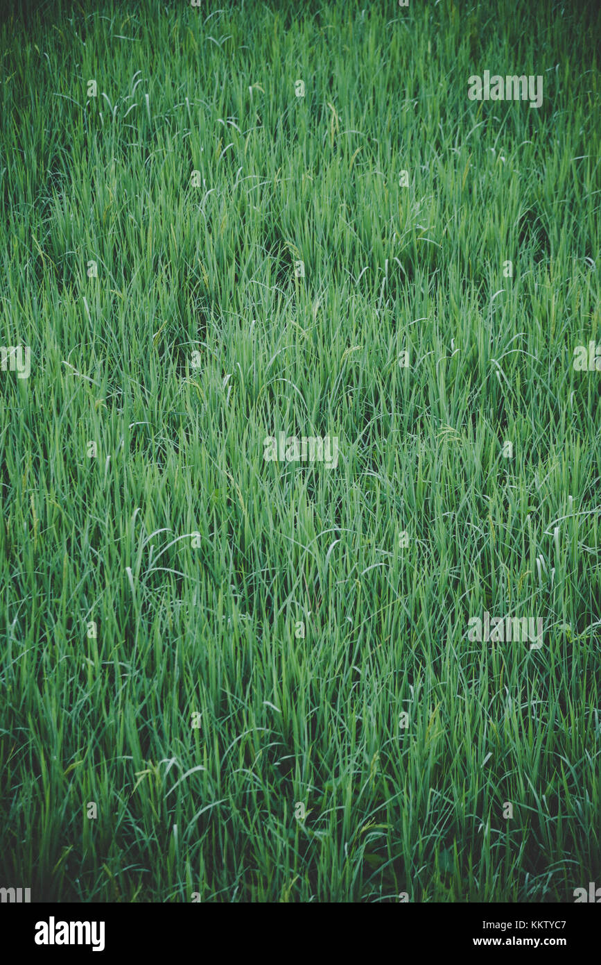 Green rice field pattern background concept Stock Photo - Alamy