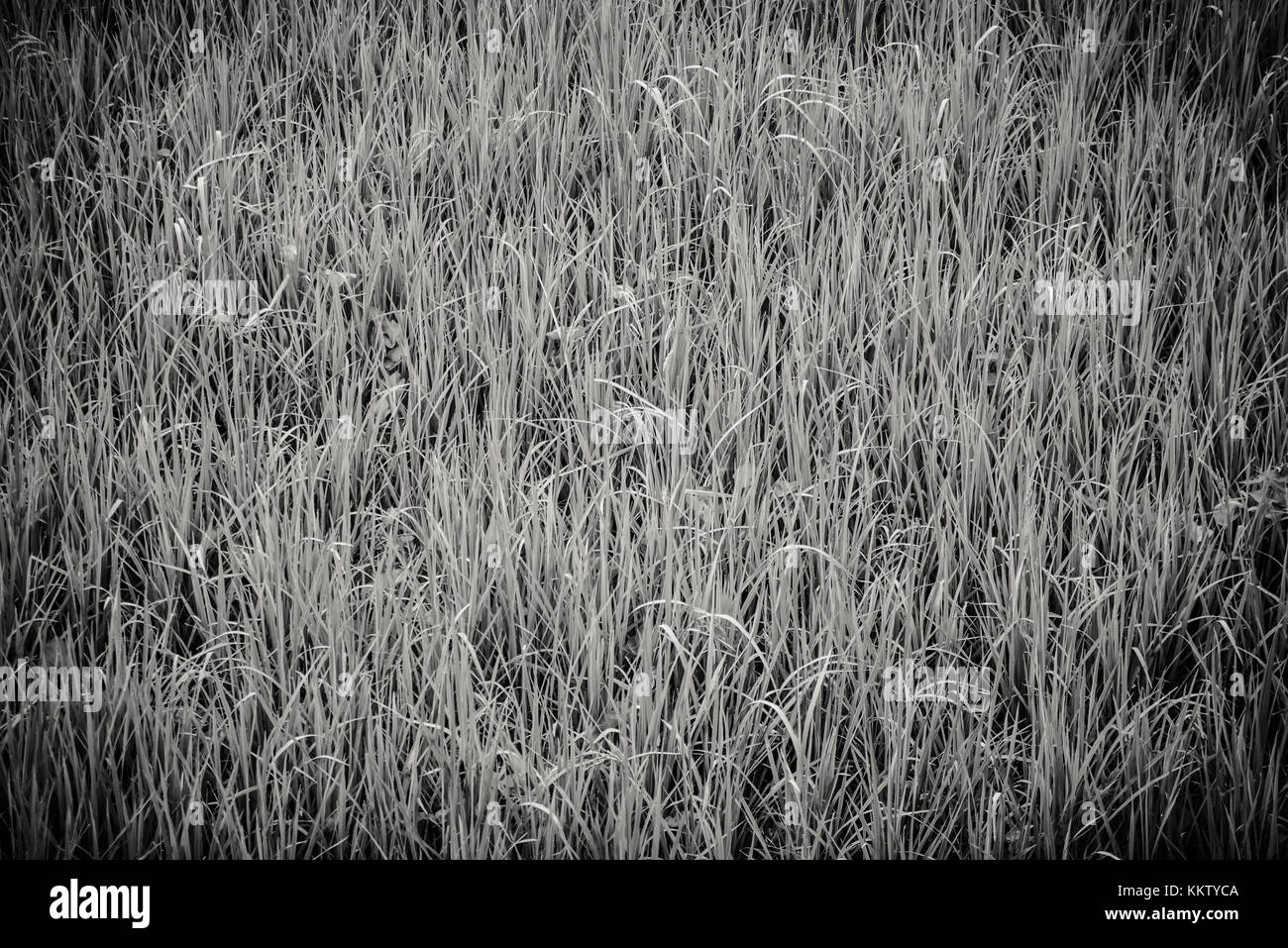 Green rice field pattern background in Black and white view concept ...