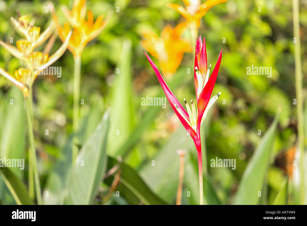 bird of paradise ,Beautiful red flower Strelitzia Reginae flower ...