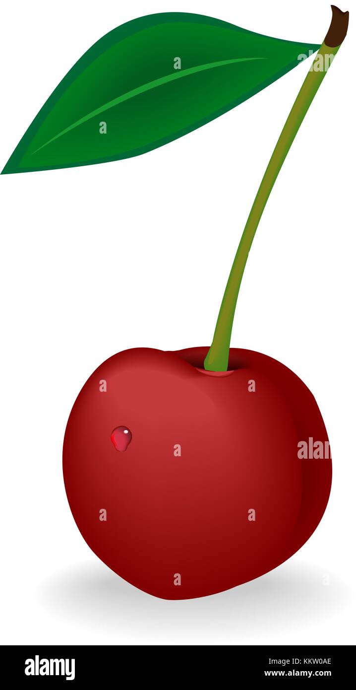 illustration of a cherry Stock Photo - Alamy