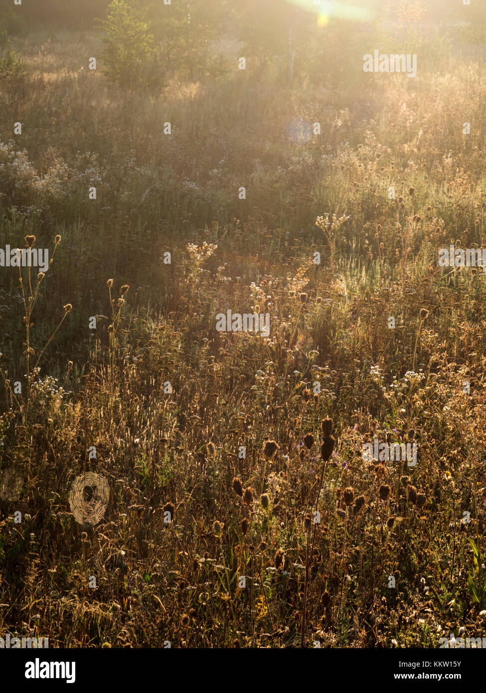Grass field sunrise Stock Photo - Alamy