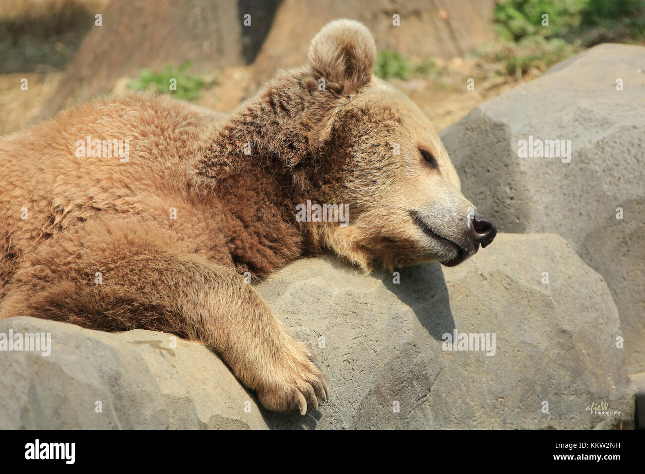 The brown bears afternoon nap hi-res stock photography and images - Alamy