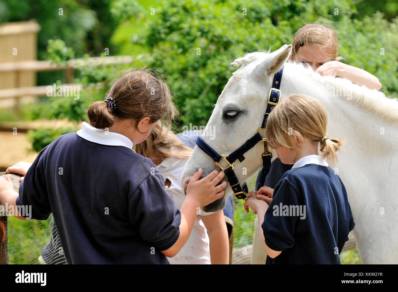 some young girls at a pony club meeting learning how to care for horses ...