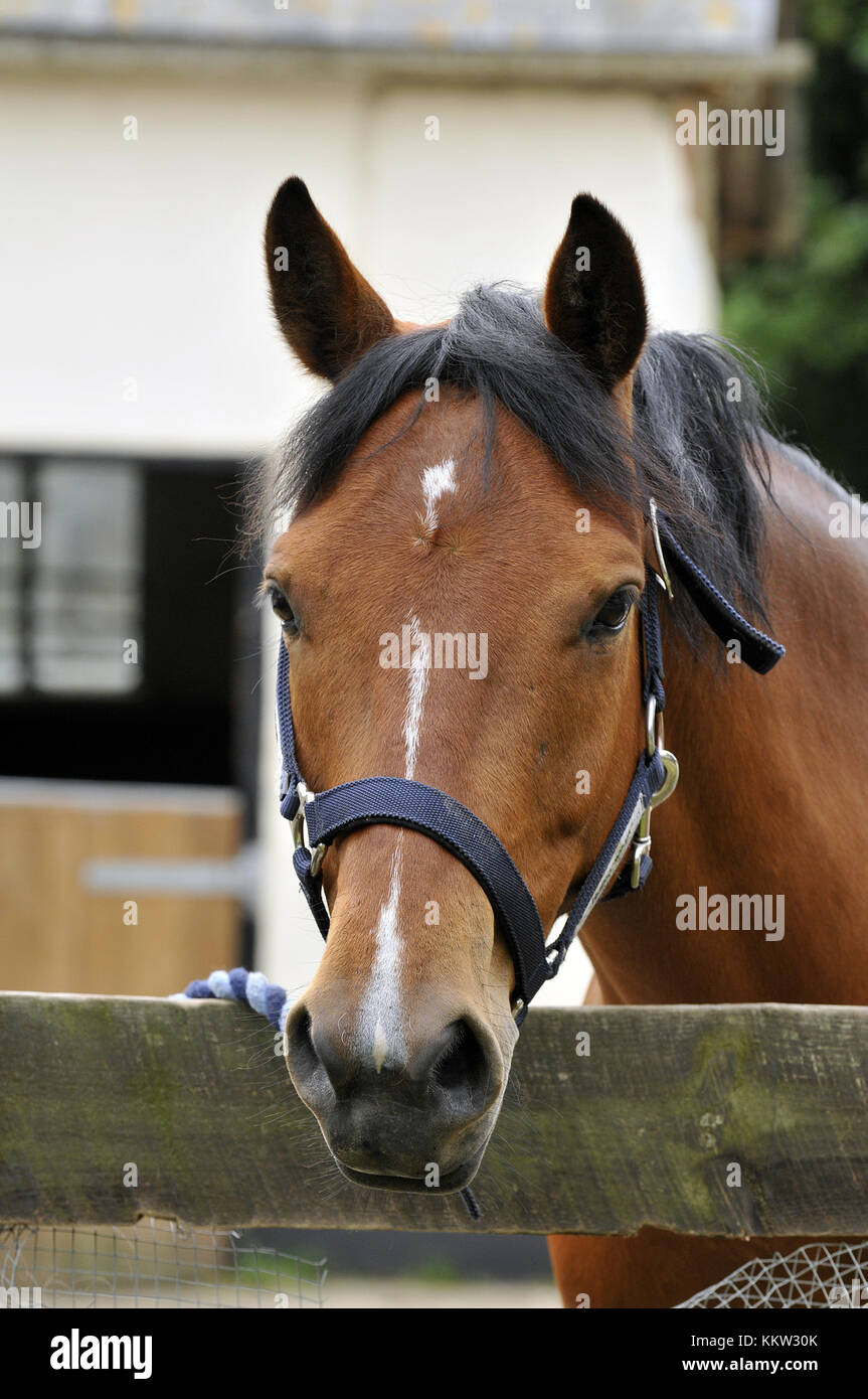 Horse looking over the gate hi-res stock photography and images - Alamy