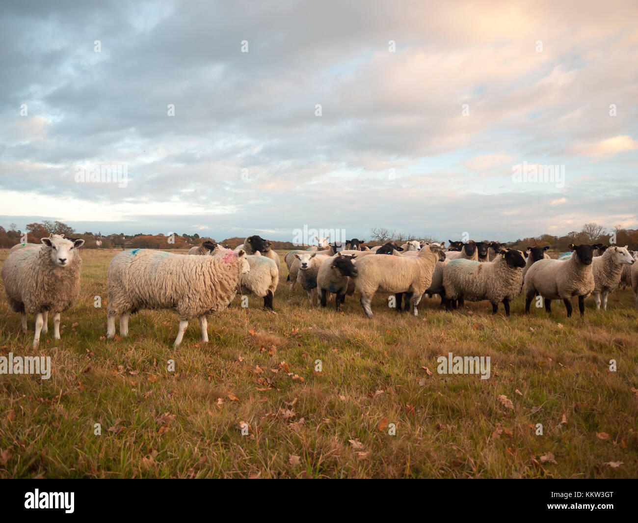 farmland close up white sheep farm grass grazing standing animals ...