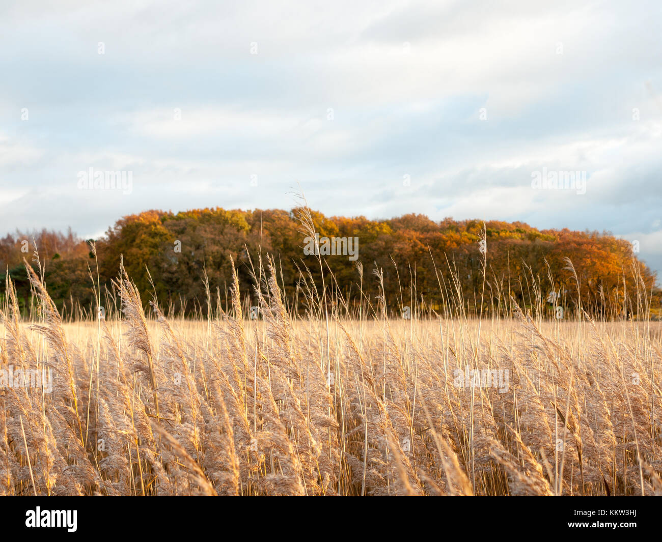 stunning golden reeds beautiful country empty space plans autumn bloom ...