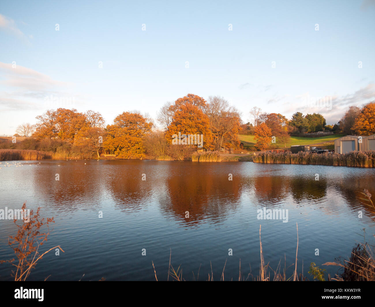 beautiful stunning glowing golden autumn trees lakeside landscape ...