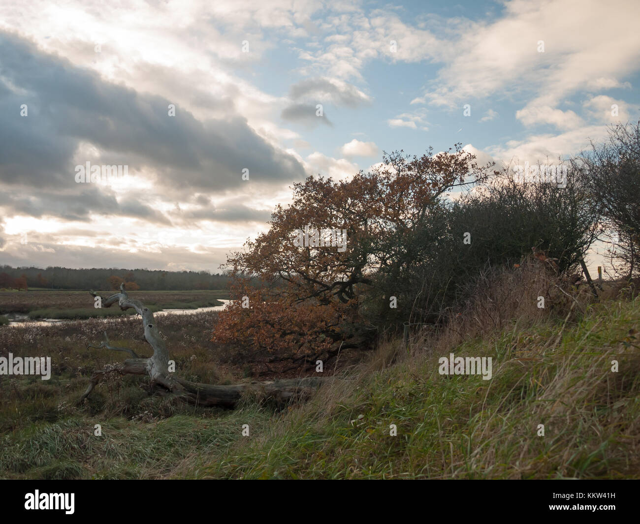 autumn leaves branches bare country landscape empty space fall; essex ...