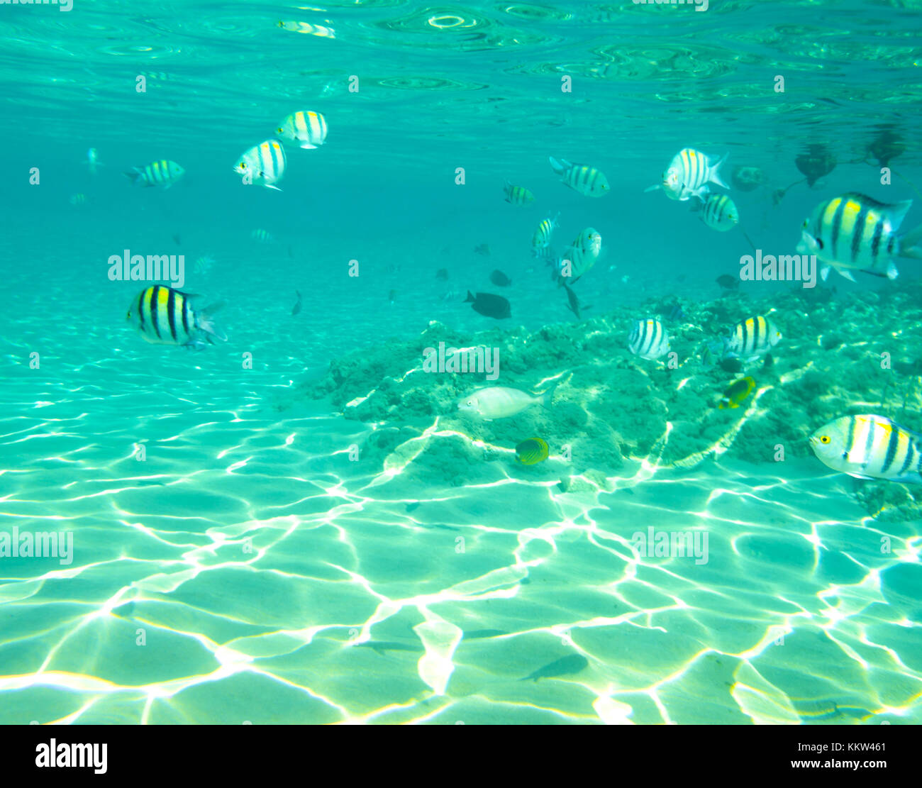 underwater fish landscape Stock Photo - Alamy